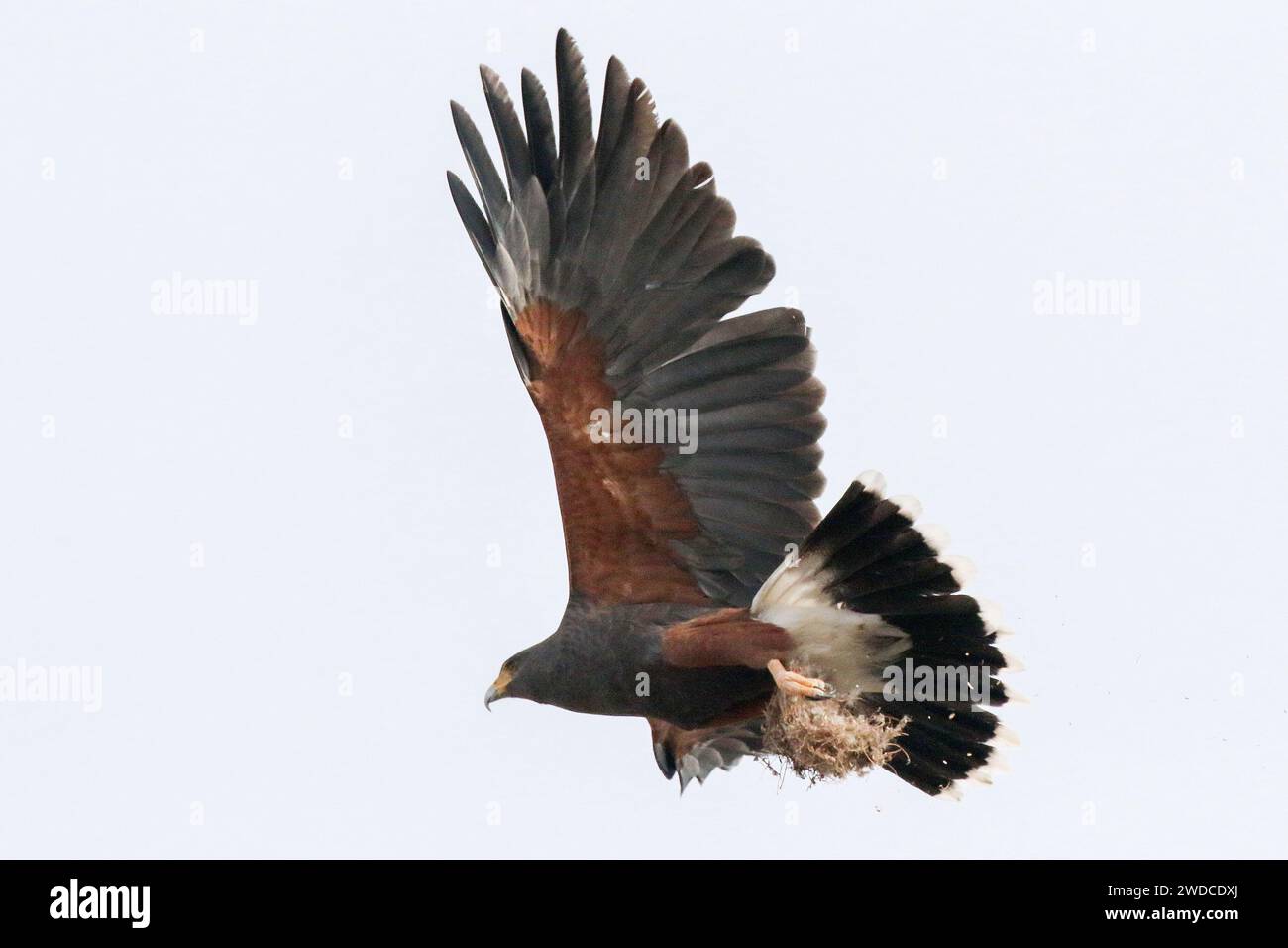 Harris hawk in flight hi-res stock photography and images - Alamy
