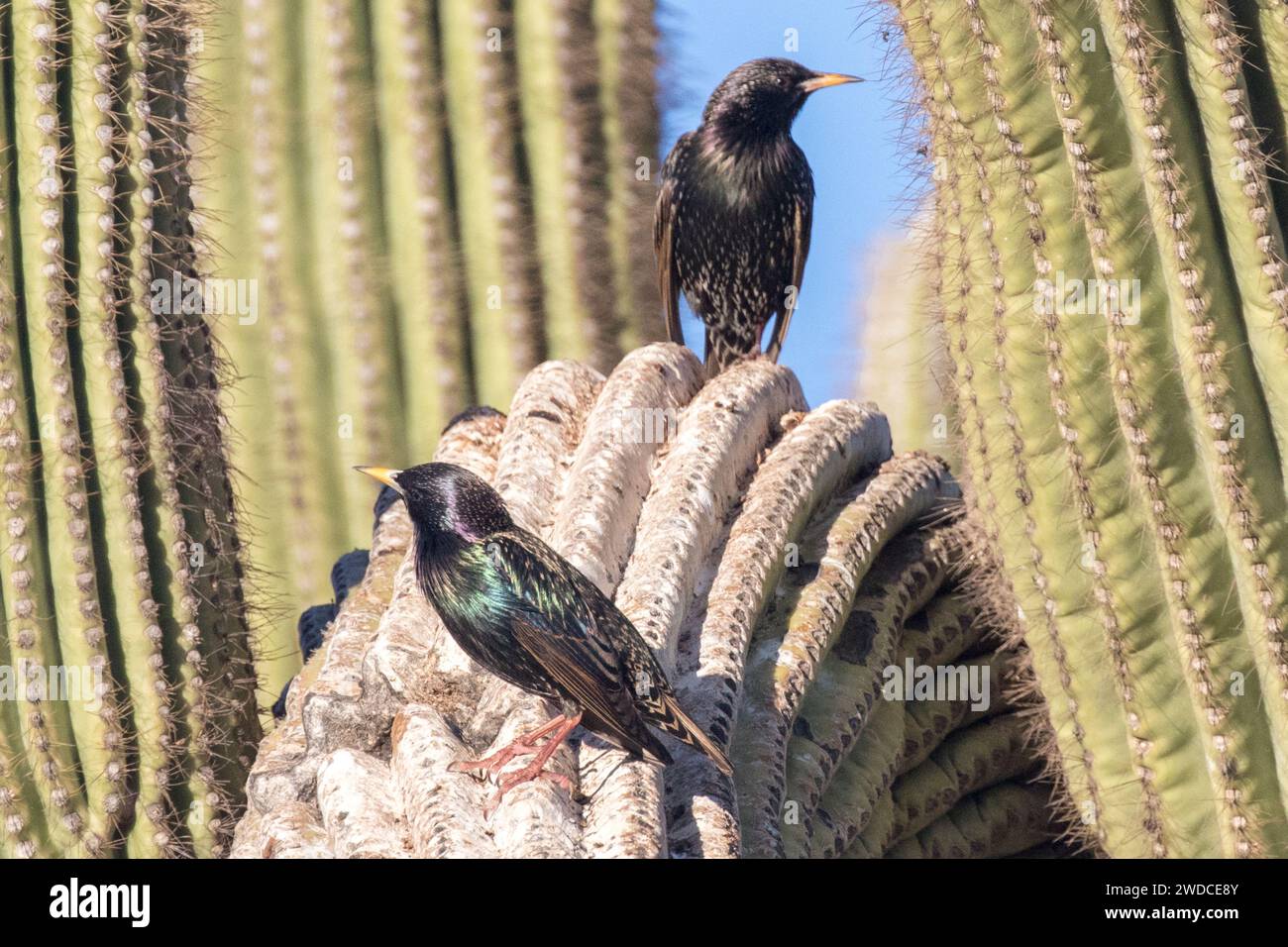 Yellow billed starling hi-res stock photography and images - Alamy
