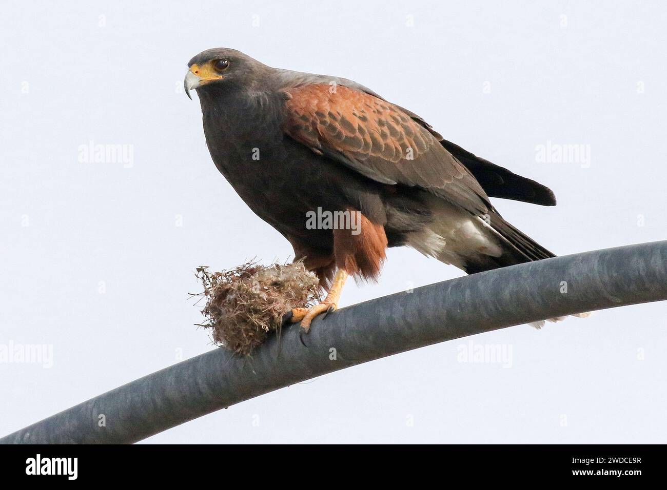 Harris' Hawk brings a nest to a light pole Stock Photo - Alamy