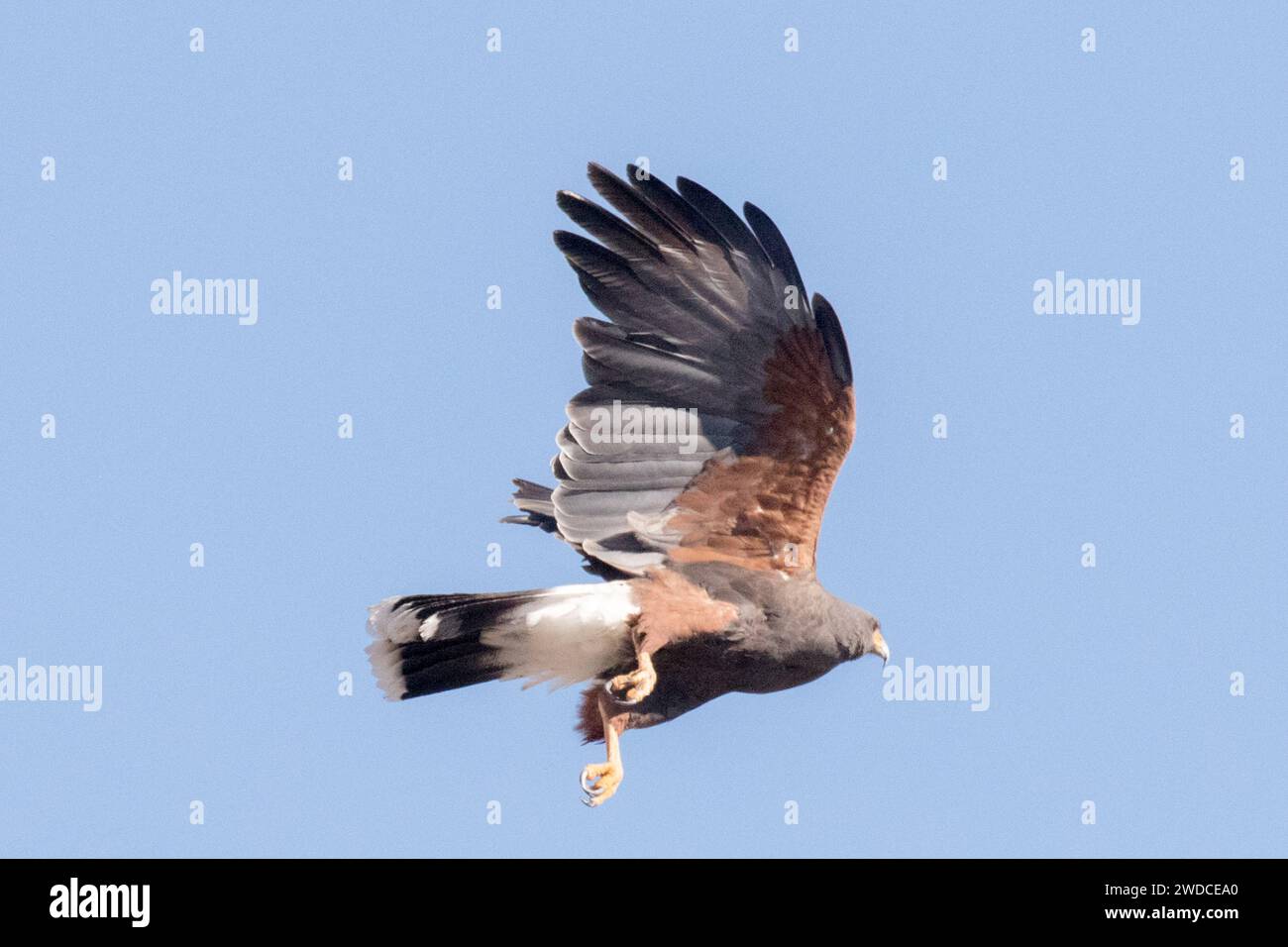 Band of the hawk hi-res stock photography and images - Alamy