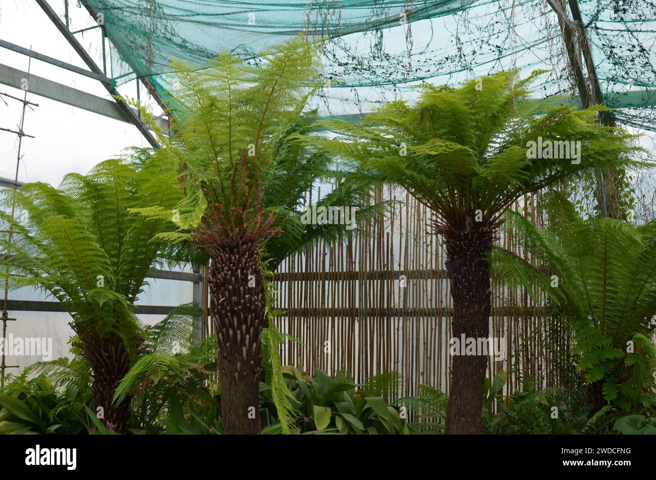 Tree ferns and other flora tree ferns and other flora hi-res stock ...