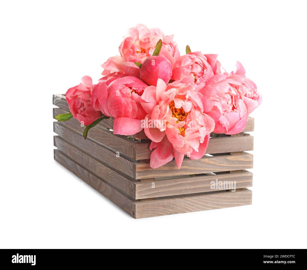 Wooden crate with beautiful pink peonies on white background Stock ...