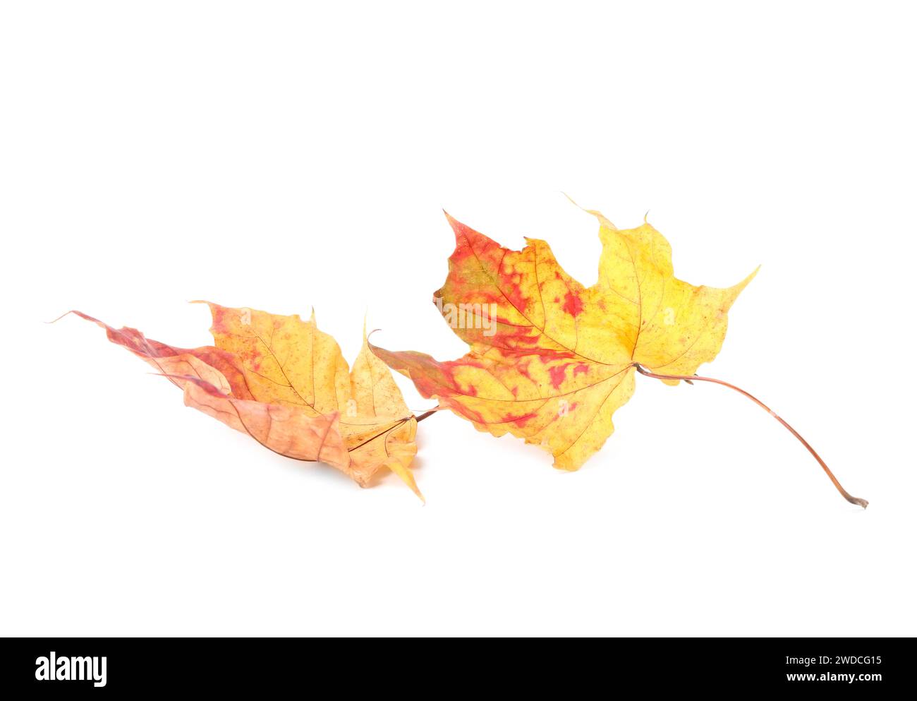 Autumn season. Beautiful maple leaves isolated on white Stock Photo - Alamy