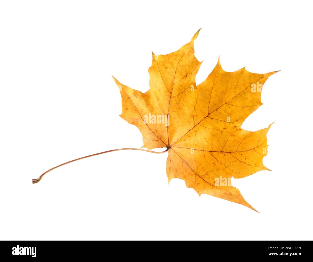 Autumn season. One maple leaf isolated on white Stock Photo - Alamy