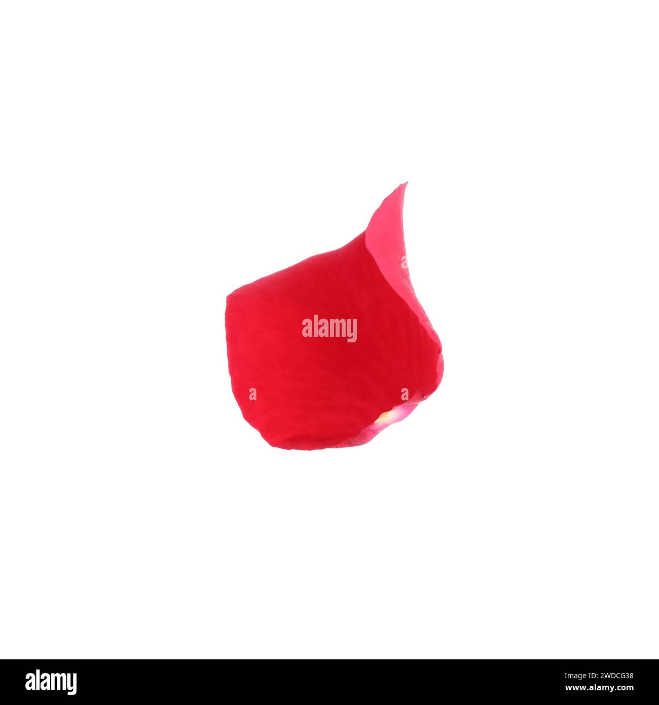 Red rose petal Cut Out Stock Images & Pictures - Alamy