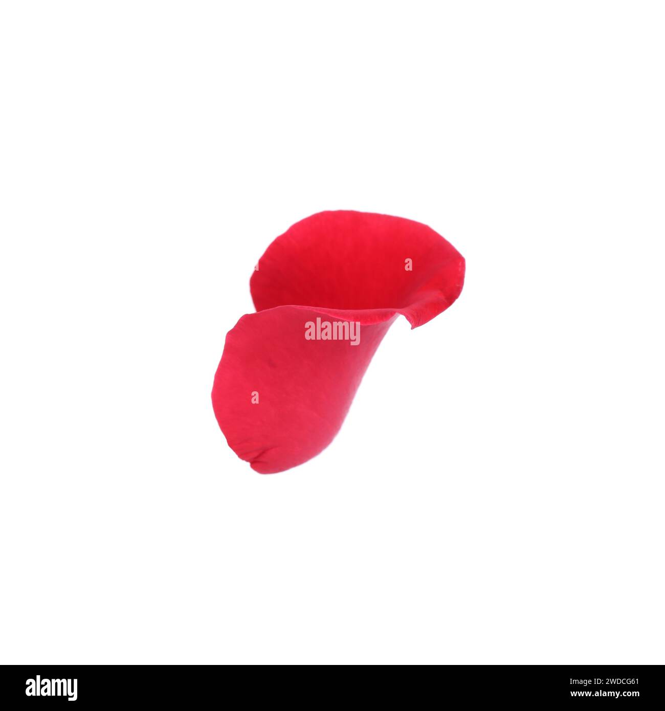 Tender red rose petal isolated on white Stock Photo - Alamy
