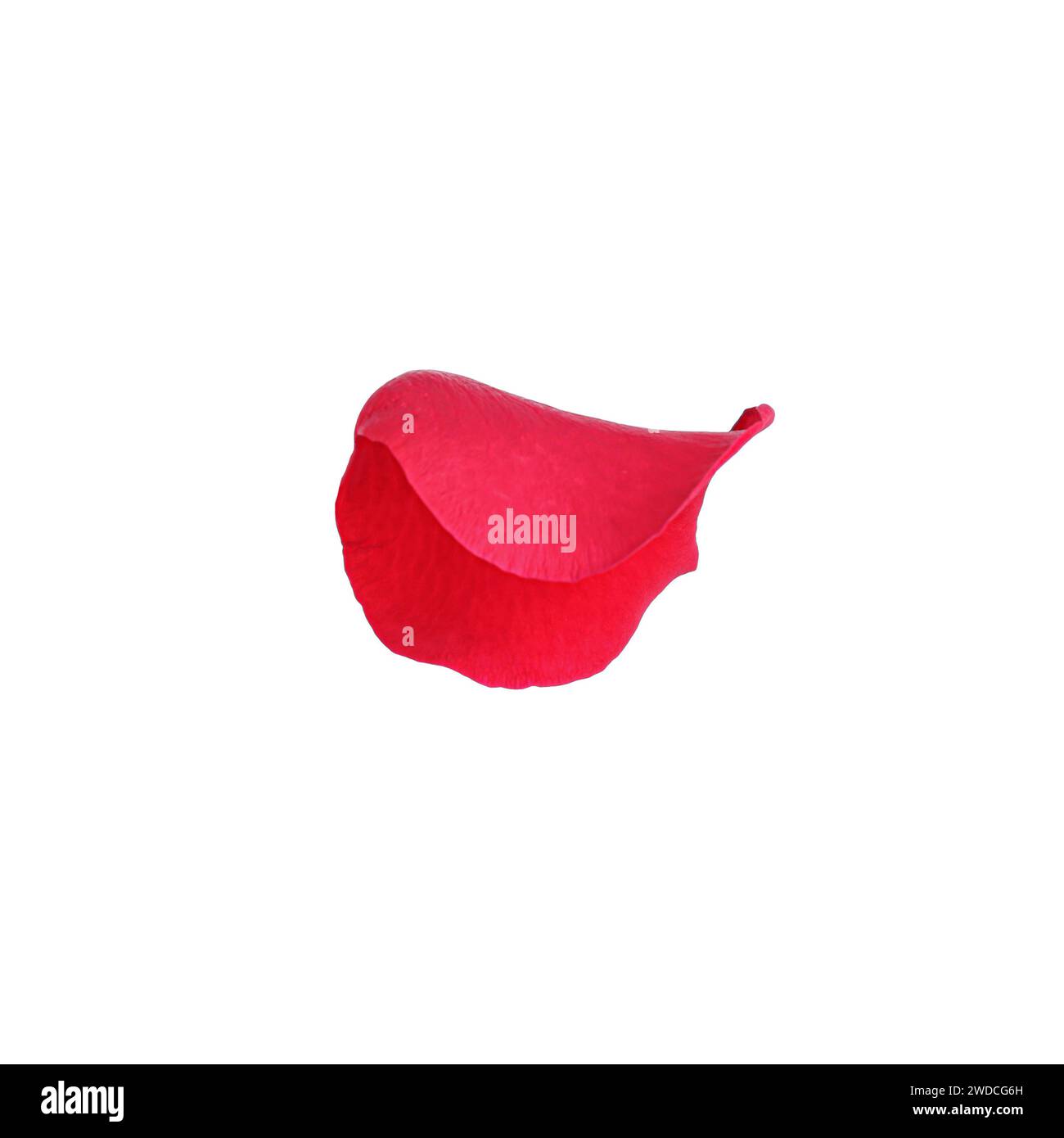 Tender red rose petal isolated on white Stock Photo - Alamy