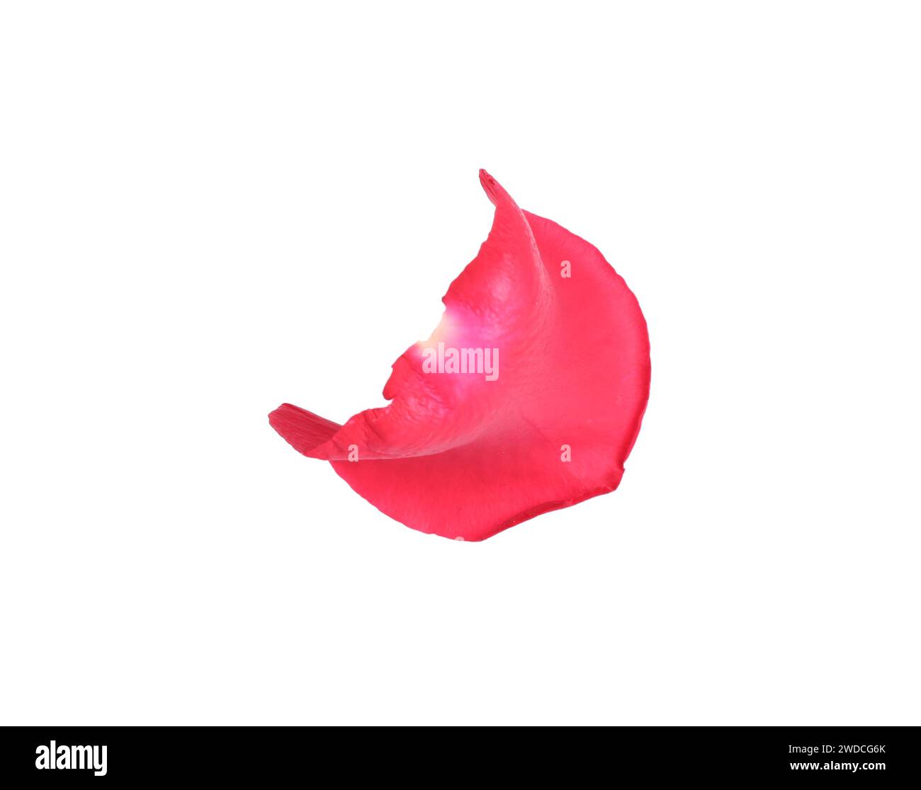 Tender red rose petal isolated on white Stock Photo - Alamy
