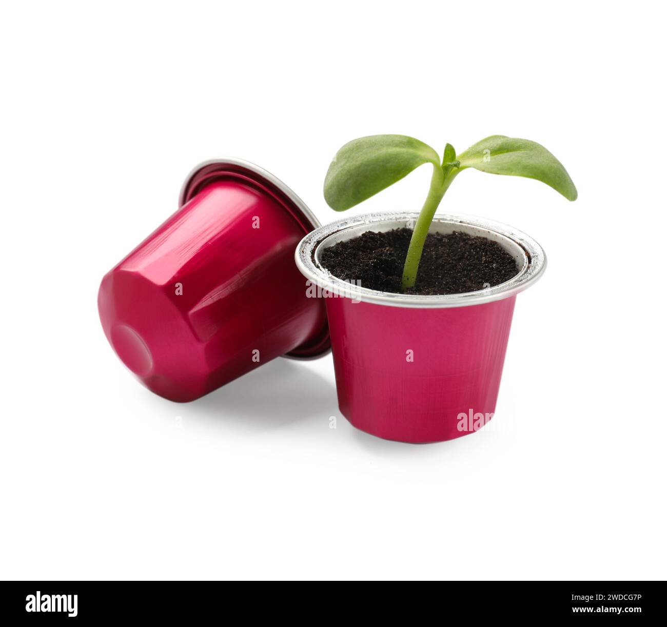 Green seedling growing in coffee capsule isolated on white Stock Photo ...