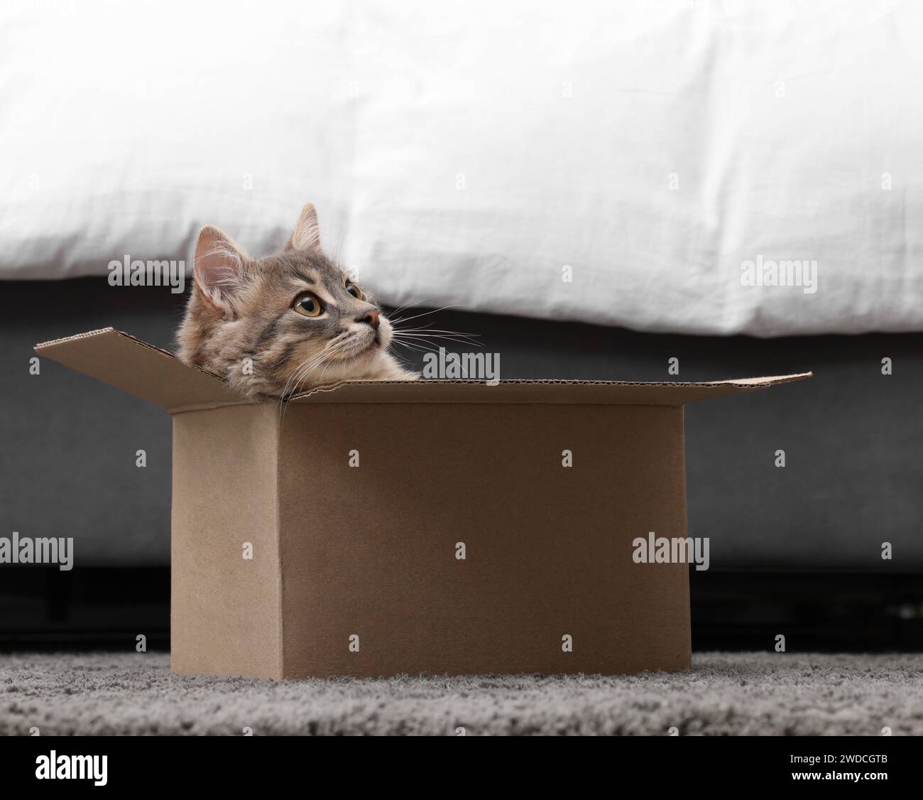 Cute fluffy cat in cardboard box on carpet at home Stock Photo - Alamy
