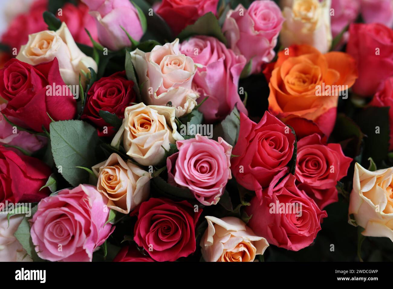 Bouquet of beautiful roses as background, closeup Stock Photo - Alamy