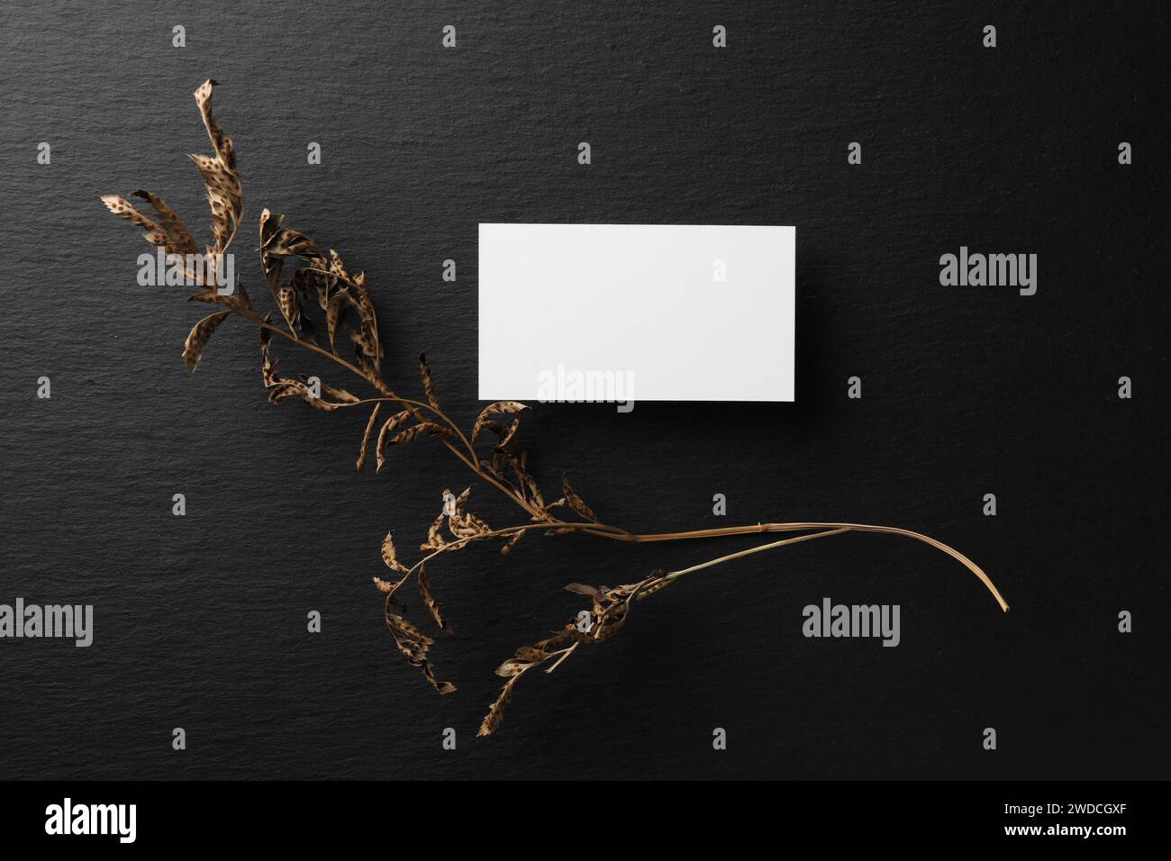 Empty business card and dried plant on black background, flat lay ...