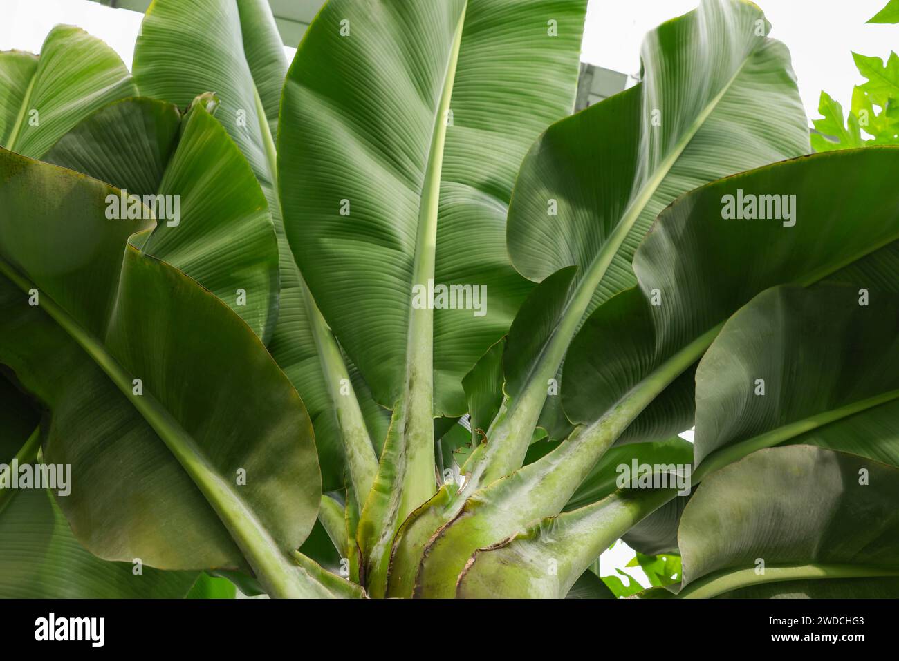 Closeup view banana blossom hi-res stock photography and images - Alamy