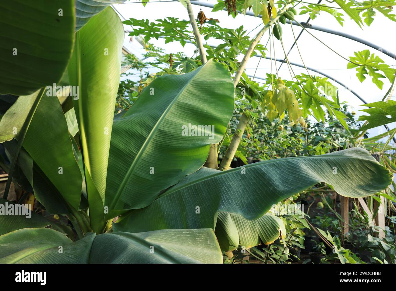 Beautiful banana tree with lush leaves growing in greenhouse Stock ...