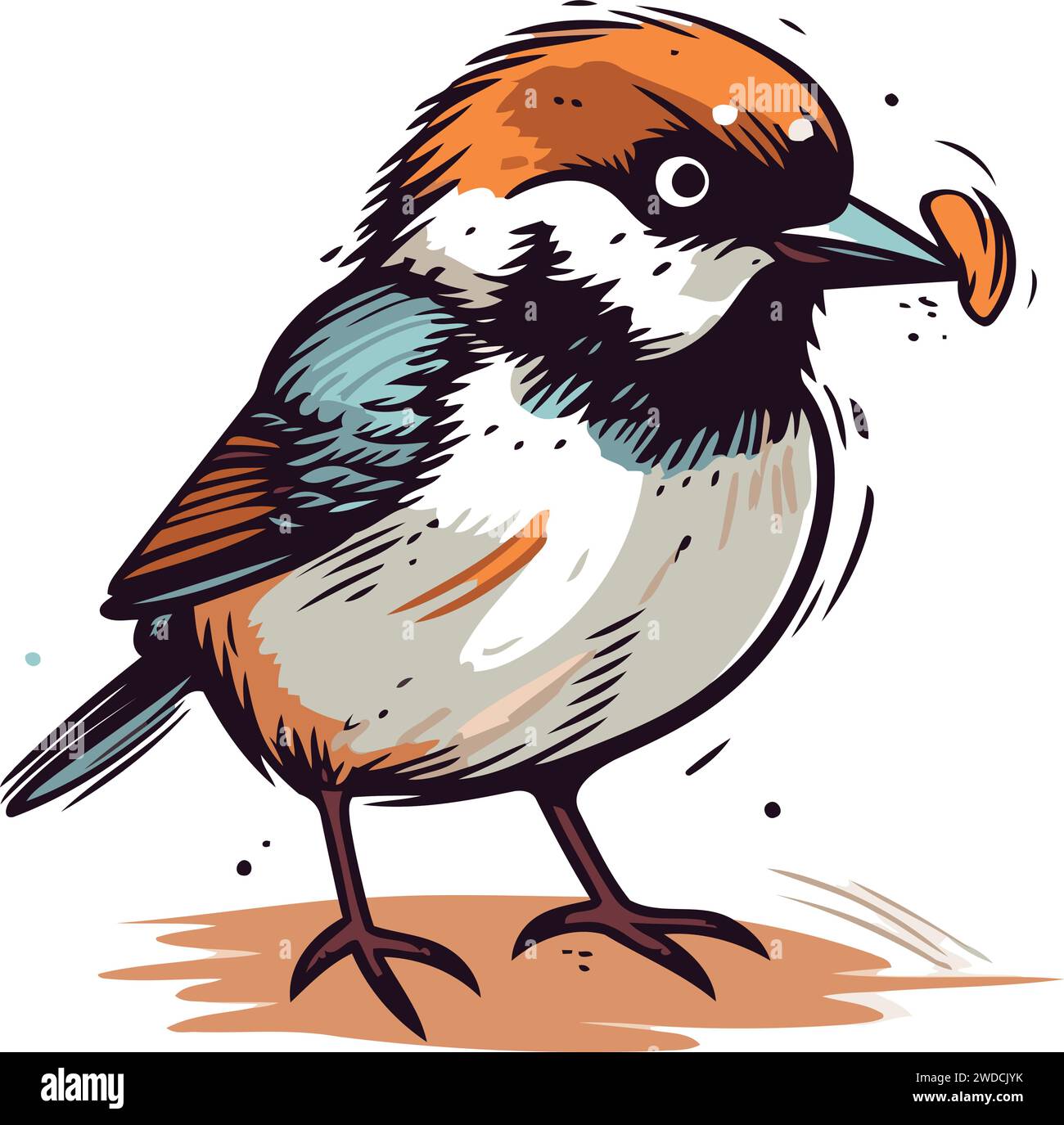 Chaffinch bird clipart hi-res stock photography and images - Alamy