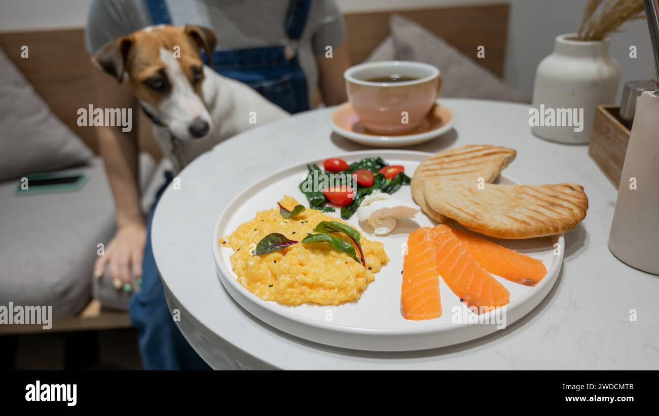 Jack Russell sits on the lap of the hostess in a cafe and looks at a ...