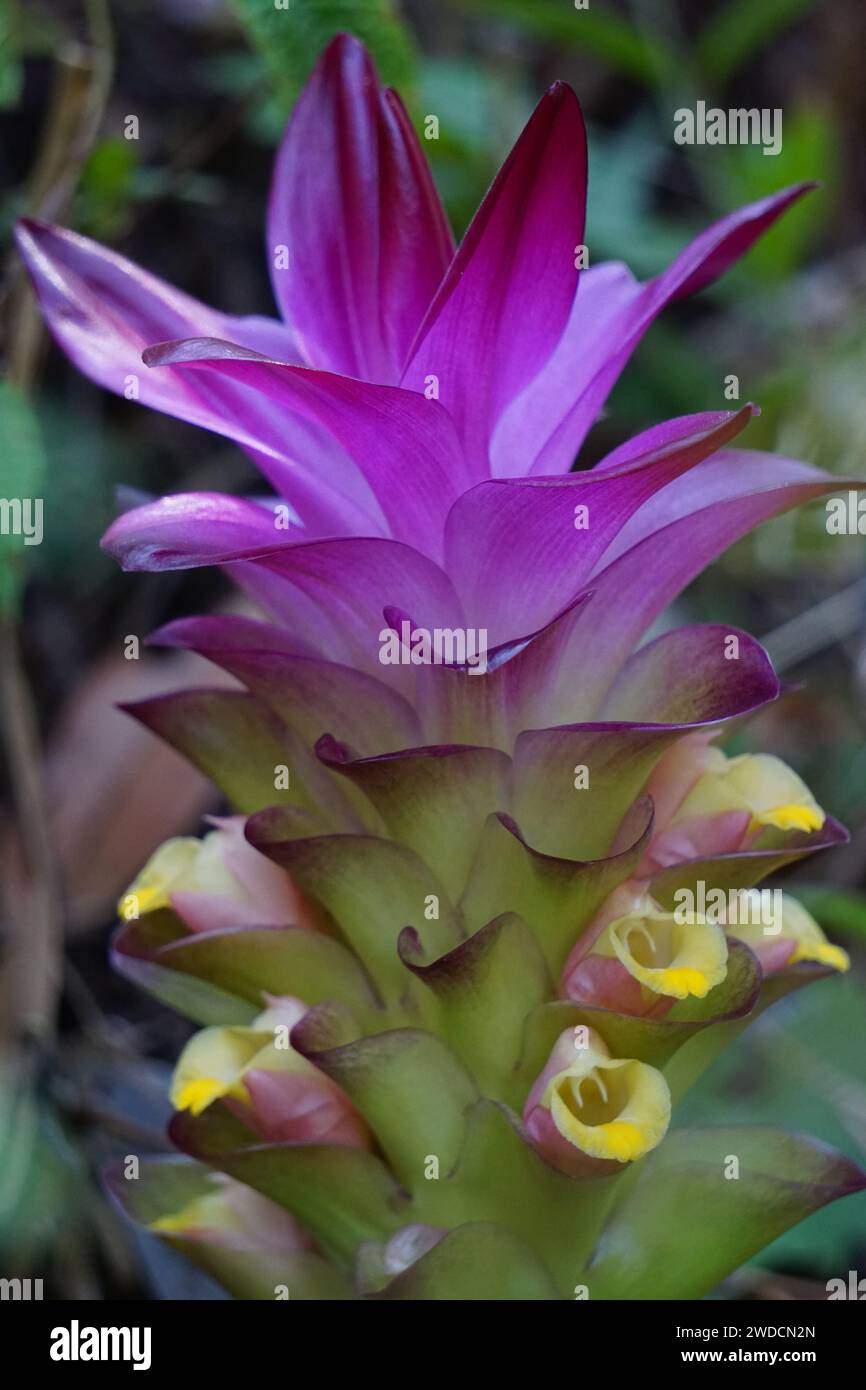 Tumeric flower (Curcuma longa) with a natural background Stock Photo ...