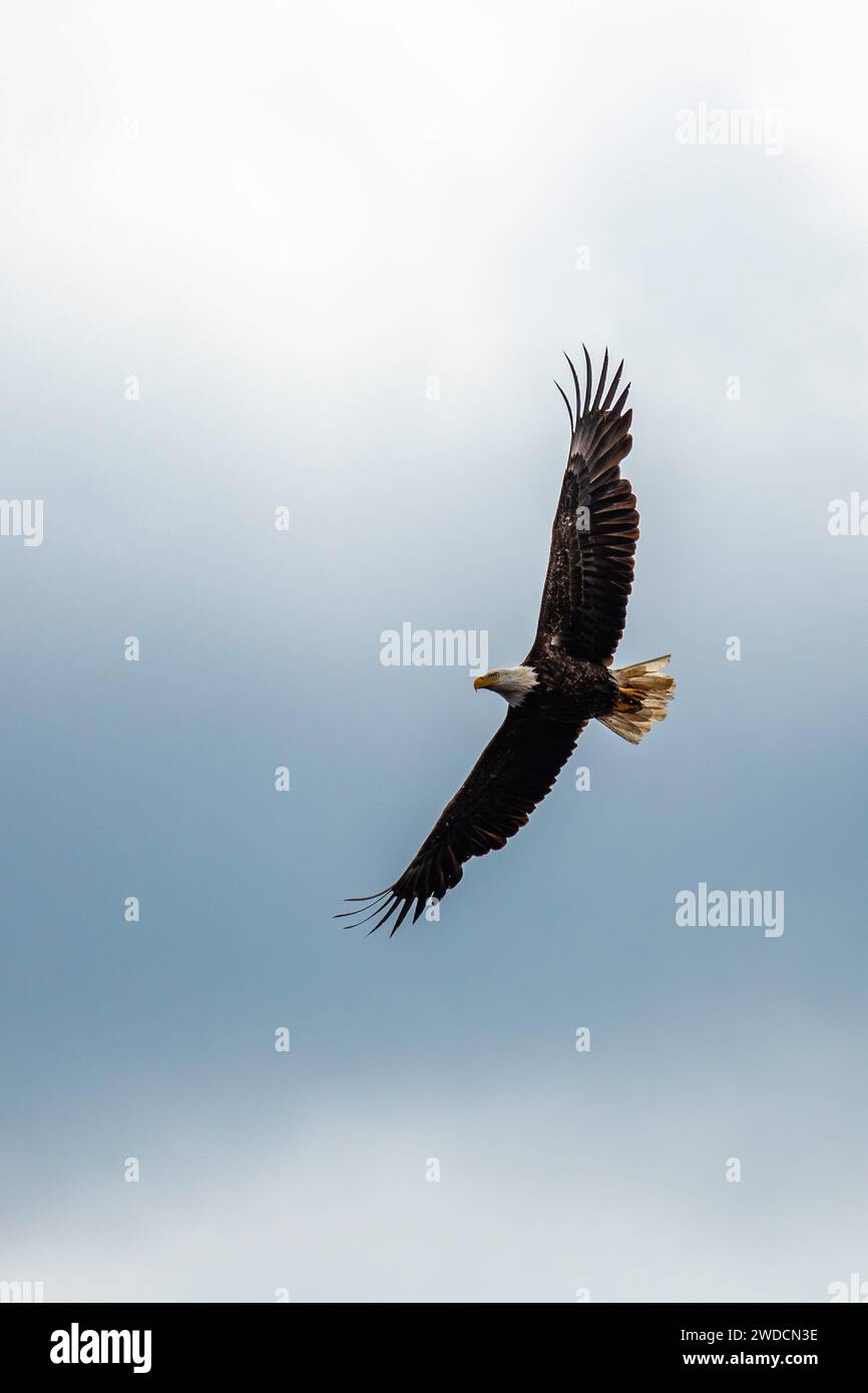 Four and a half year old bald eagle (Haliaeetus leucocephalus) soaring ...