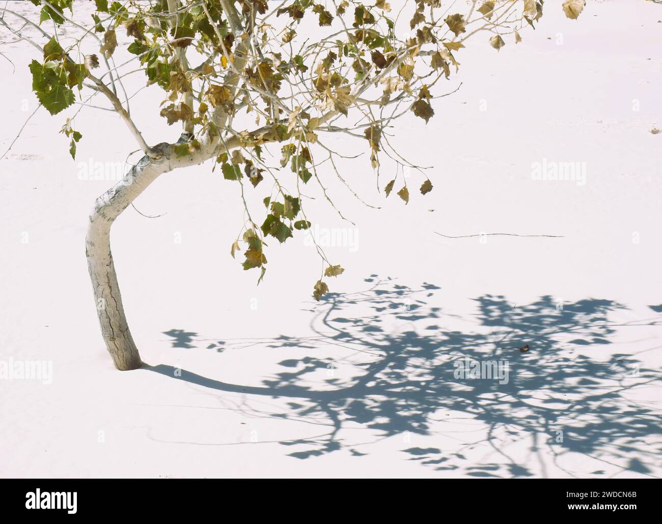 Bent cottonwood tree hi-res stock photography and images - Alamy