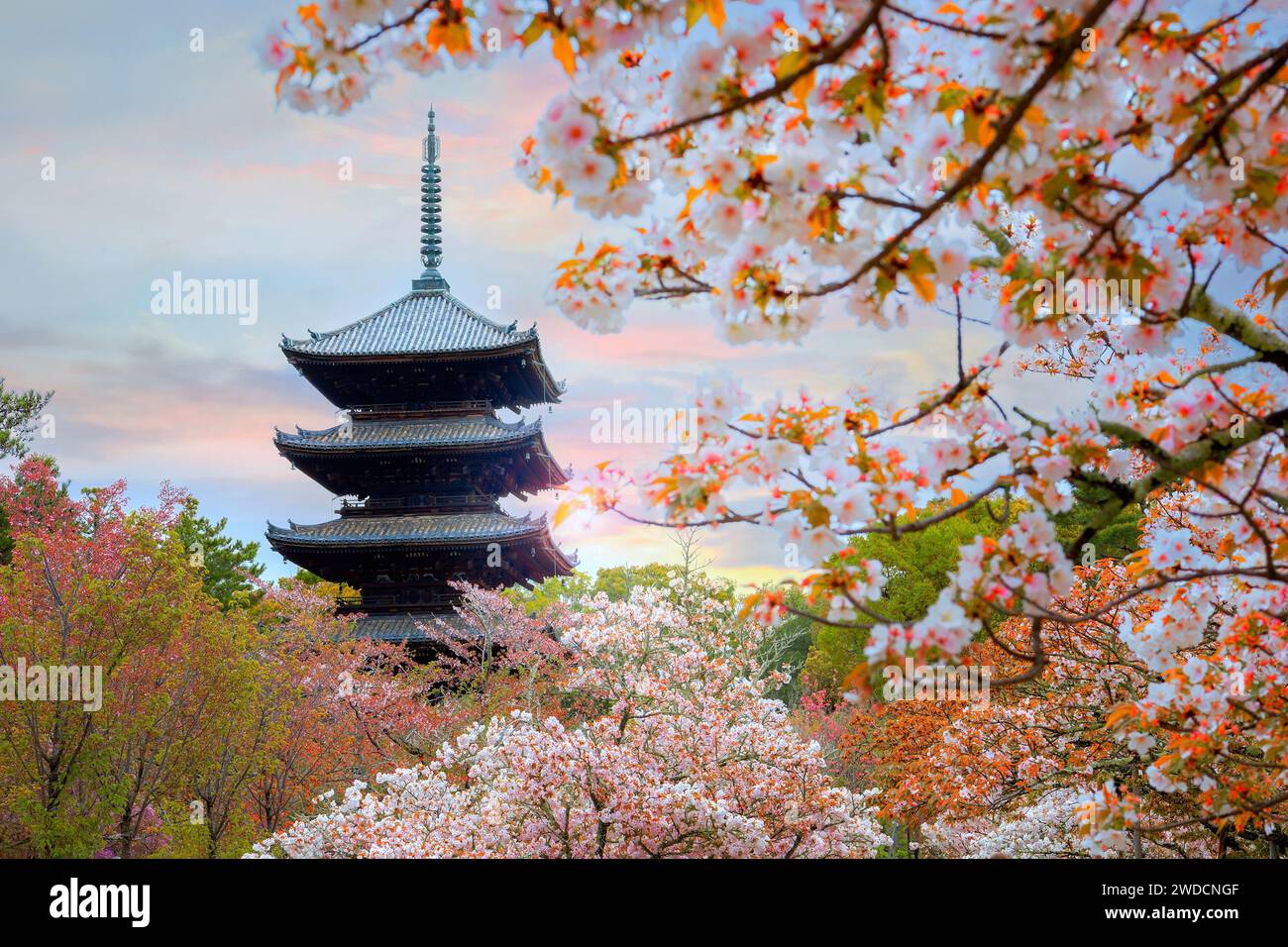 Kyoto, Japan - April 6 2023: Ninnaji is one of Kyoto's great temples ...