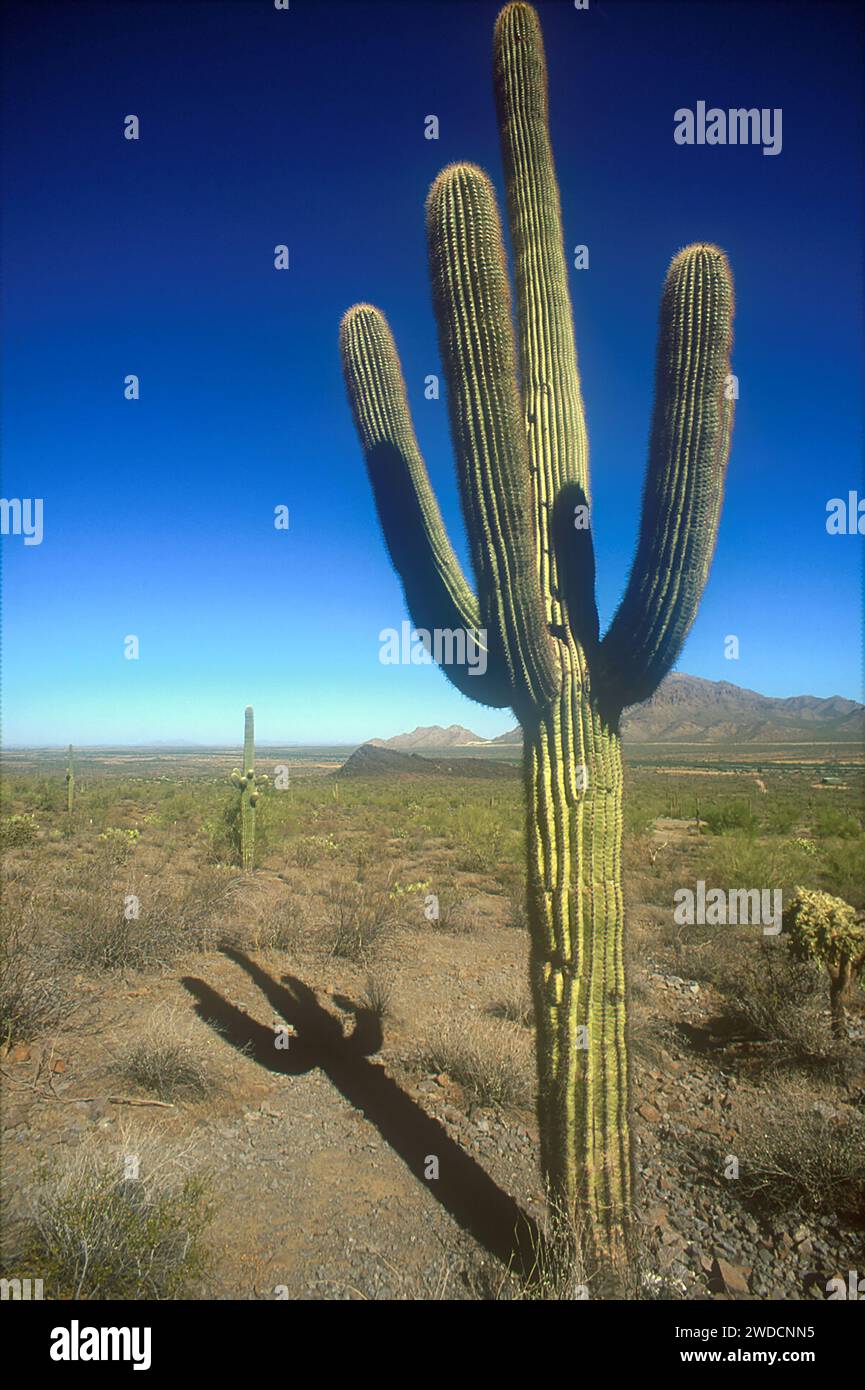 Saguaro Cactus, Carnegica gigantea, endemic to the Sonoran Desert, with ...