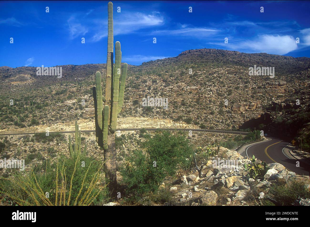 Saguaro Cactus, Carnegica gigantea, endemic to the Sonoran Desert, with ...
