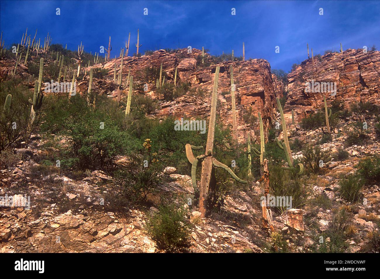 Saguaro Cactii, Carnegica gigantea, endemic to the Sonoran Desert, on ...