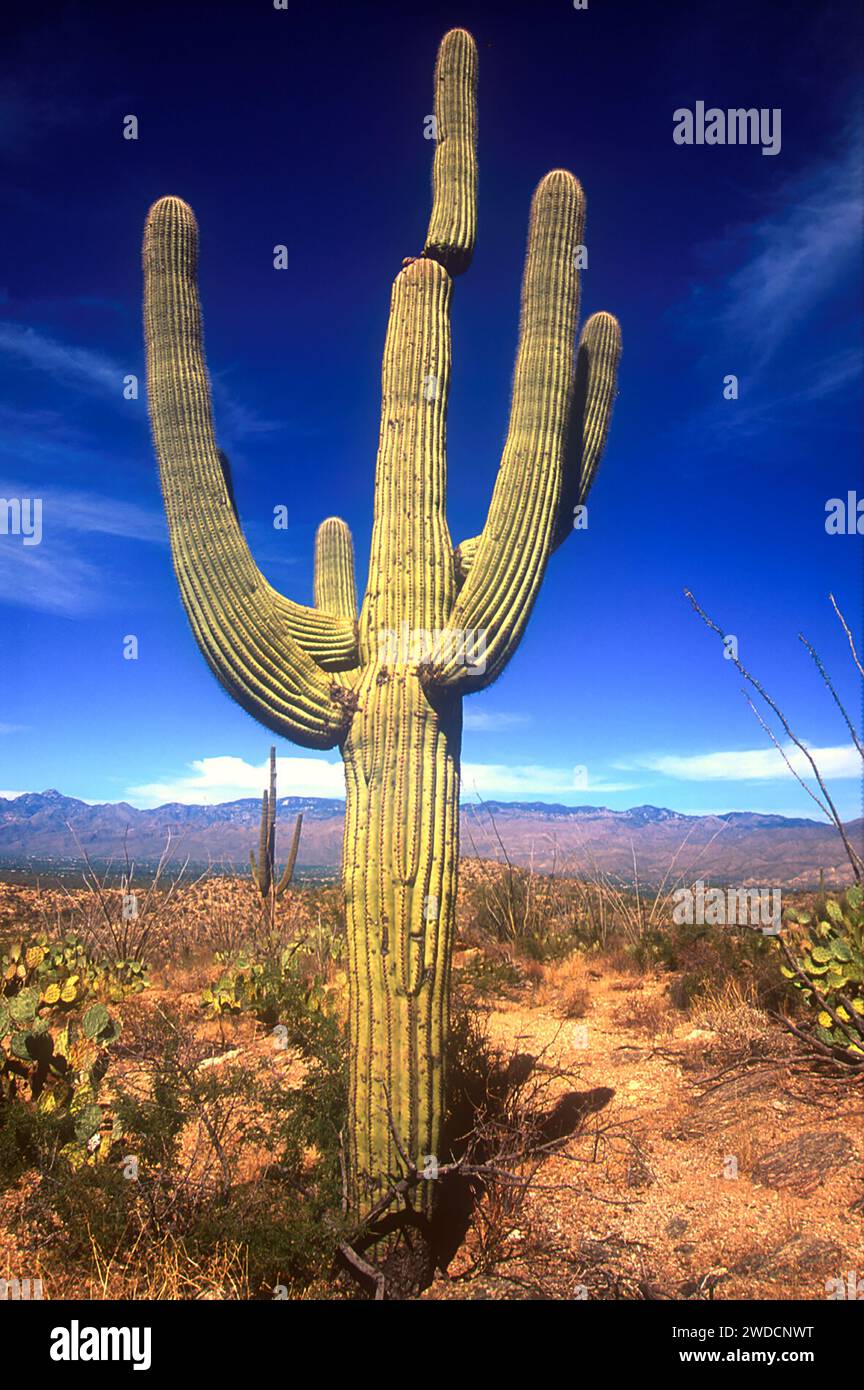 Saguaro Cactus, Carnegica gigantea, endemic to the Sonoran Desert ...