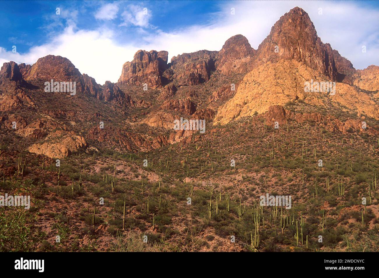 Saguaro Cactii, Carnegica gigantea, endemic to the Sonoran Desert, on ...