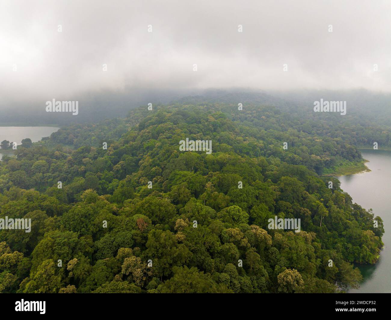 Buyan Lake encompassed by dense forest, in fog and clouds, Bali ...