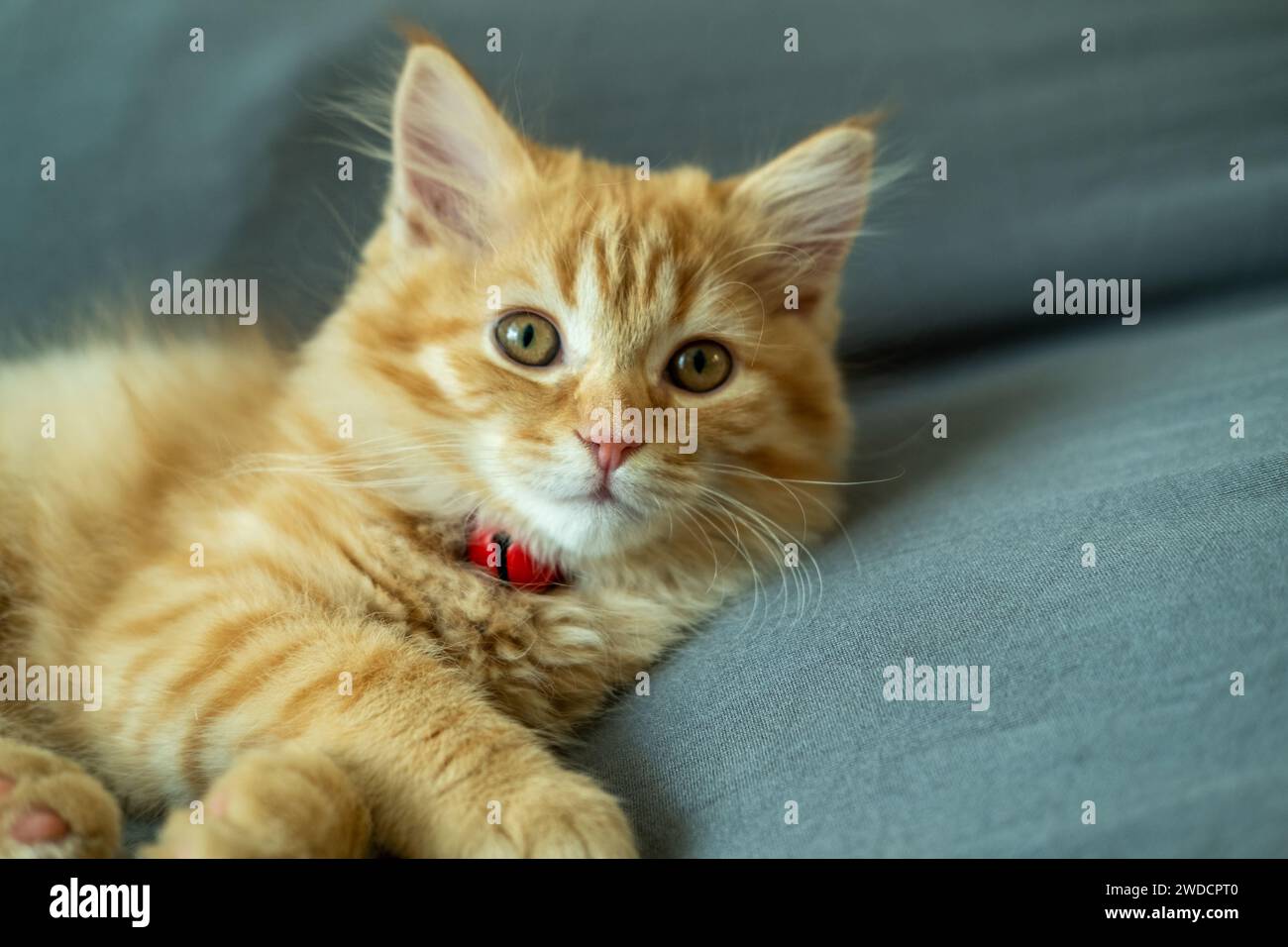 Cute orange kitten doing various poses Stock Photo - Alamy