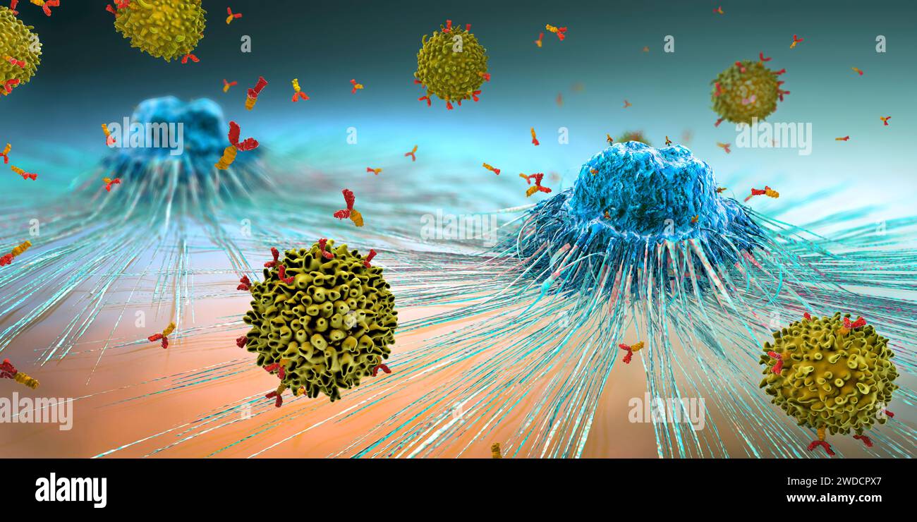 Lymphocytes cells attacking a cancer cell, illustration Stock Photo - Alamy