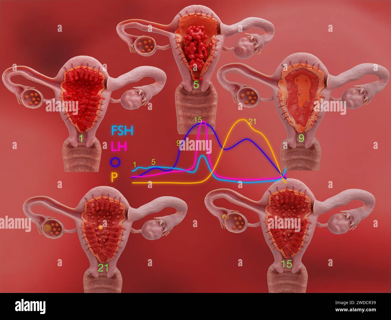 Menstrual cycle, illustration Stock Photo - Alamy