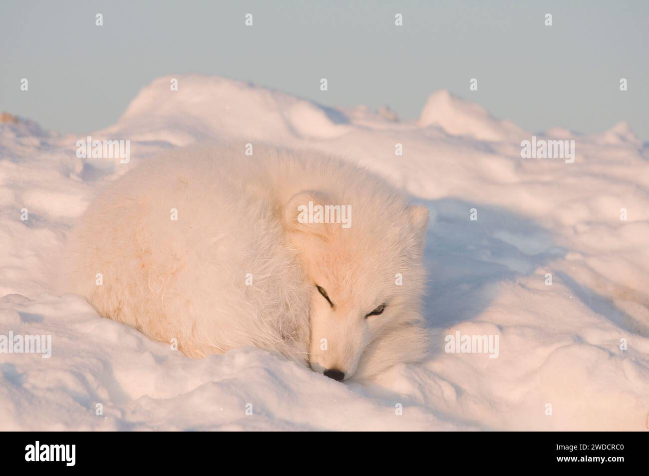 arctic fox Alopex lagopus wakes up and rests in its winter coat on the ...