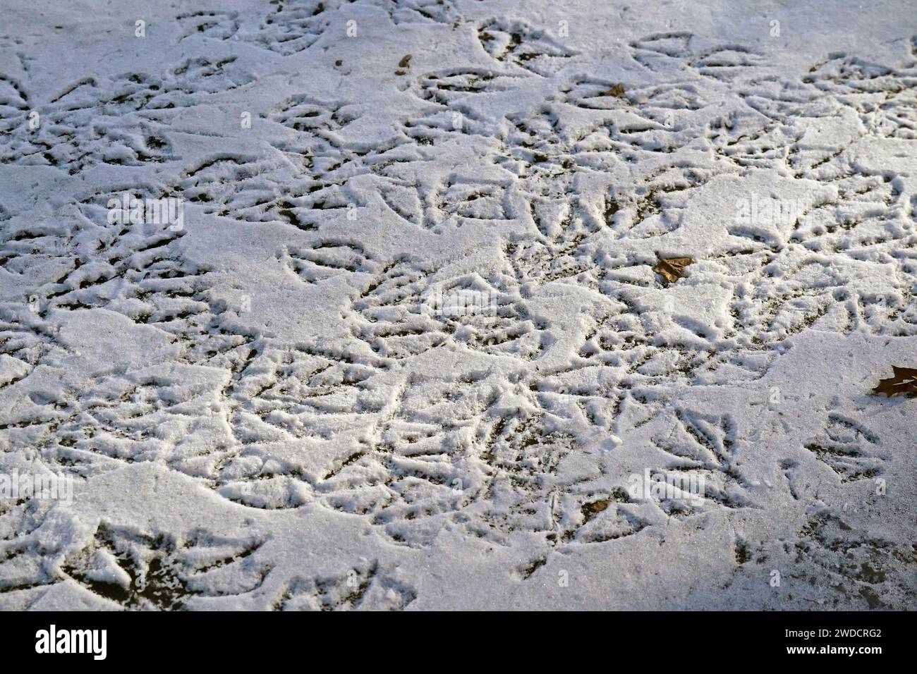 St. Louis, United States. 19th Jan, 2024. Geese tracks are left in the ...