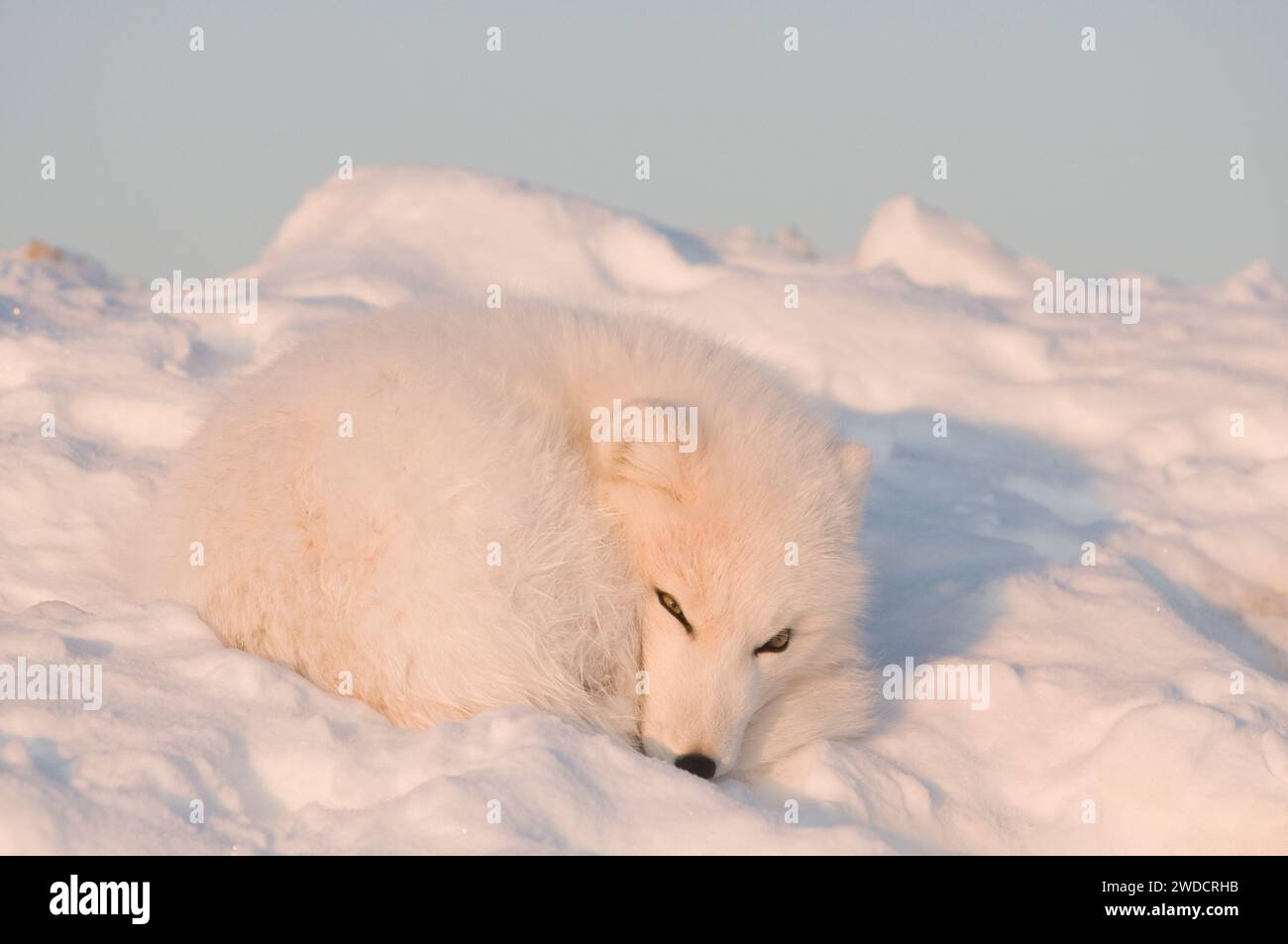 arctic fox Alopex lagopus wakes up and rests in its winter coat on the ...