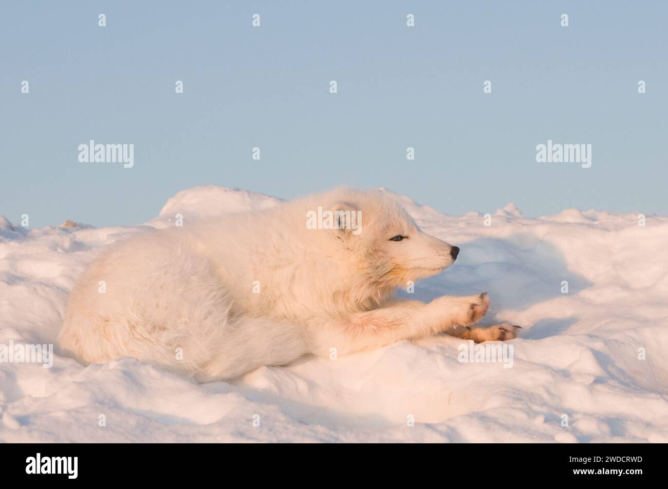 arctic fox Alopex lagopus wakes up and rests in its winter coat on the ...