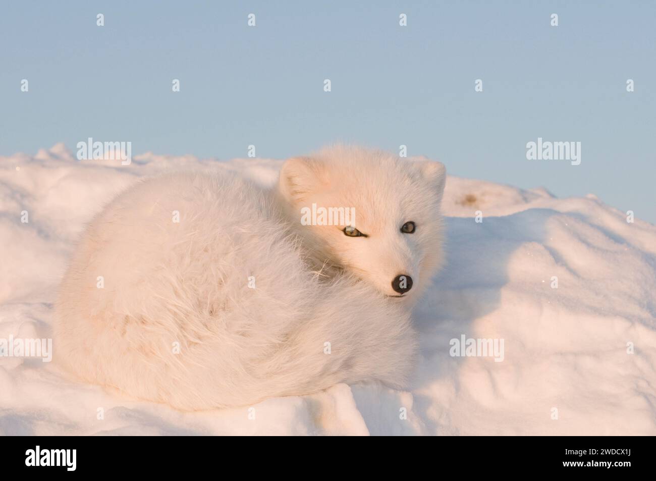 arctic fox Alopex lagopus wakes up and rests in its winter coat on the ...