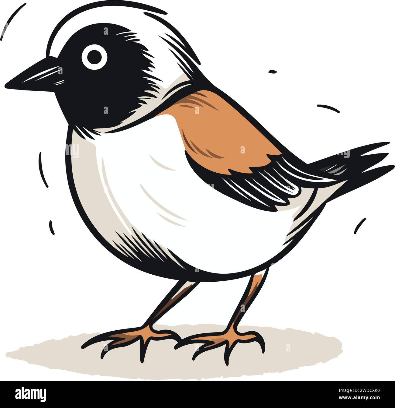 illustration of a robin on a white background. vector illustration ...