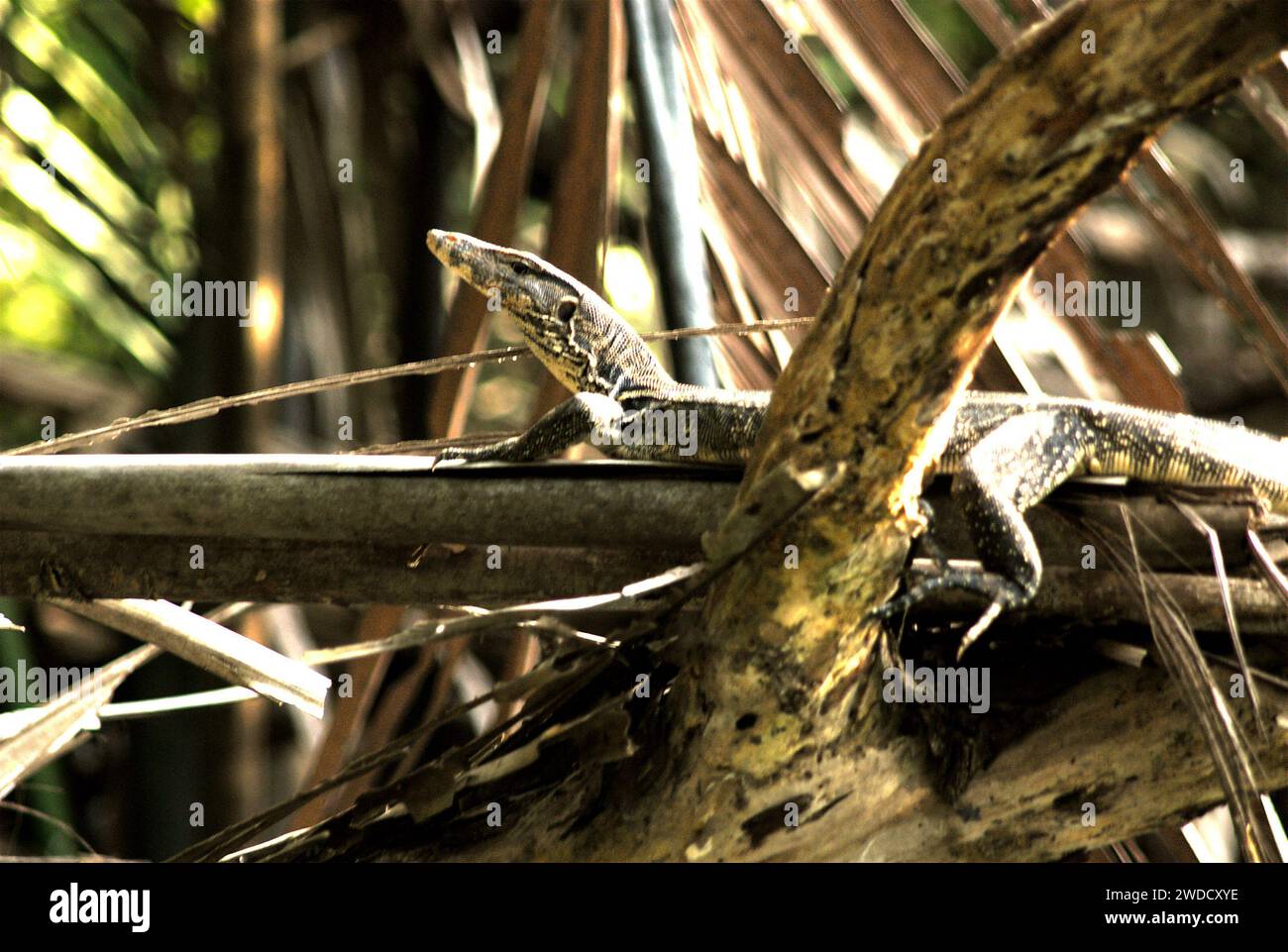 A monitor lizard on the side of Cigenter river, Handeleum Island, a ...