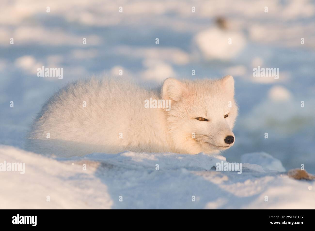 arctic fox Alopex lagopus wakes up and rests in its winter coat on the ...