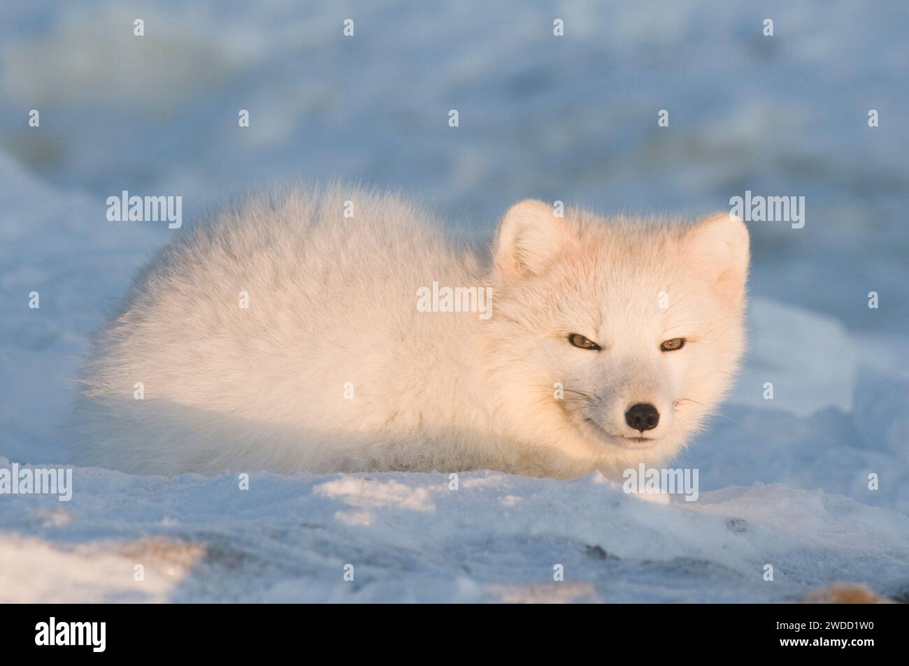 arctic fox Alopex lagopus wakes up and rests in its winter coat on the ...