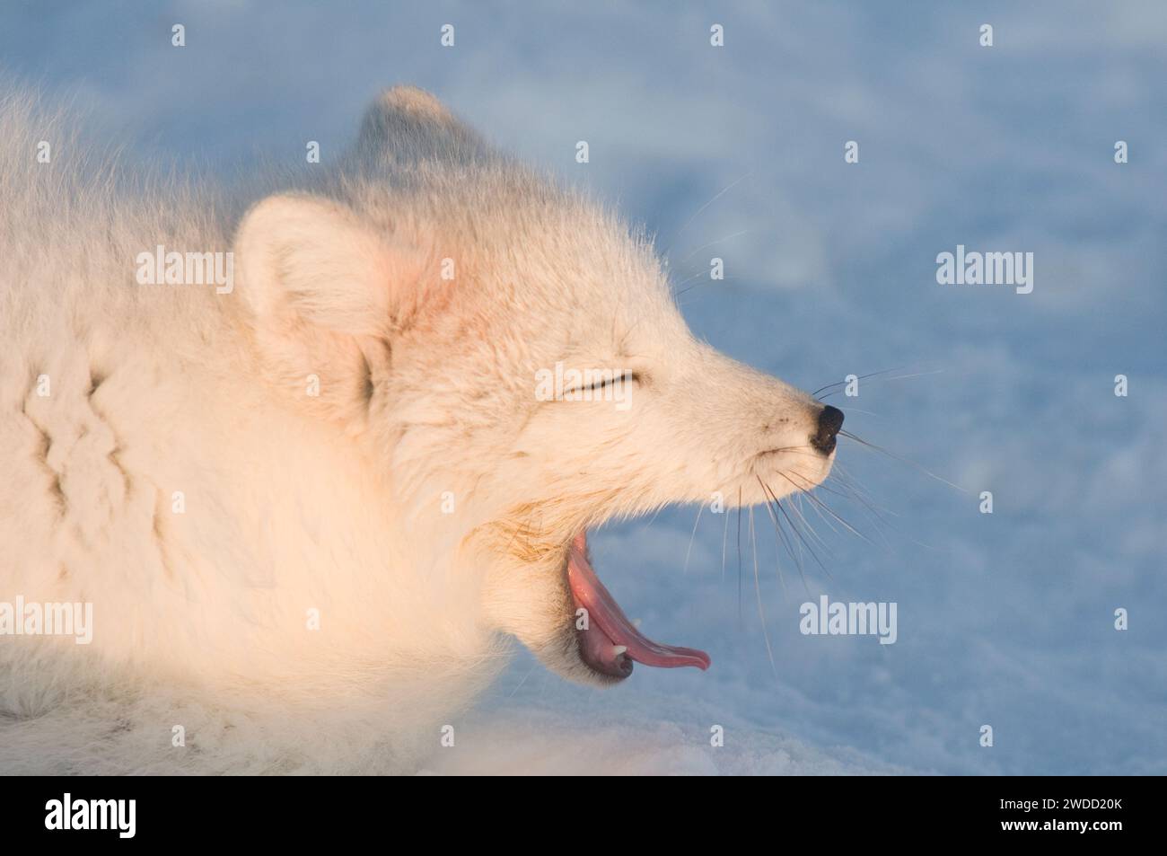 arctic fox Alopex lagopus wakes up and rests in its winter coat on the ...