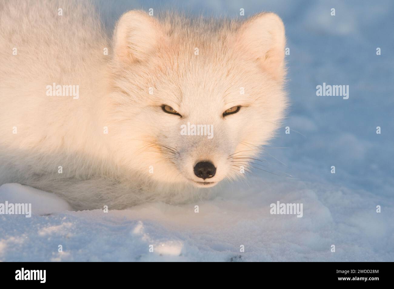 arctic fox Alopex lagopus wakes up and rests in its winter coat on the ...