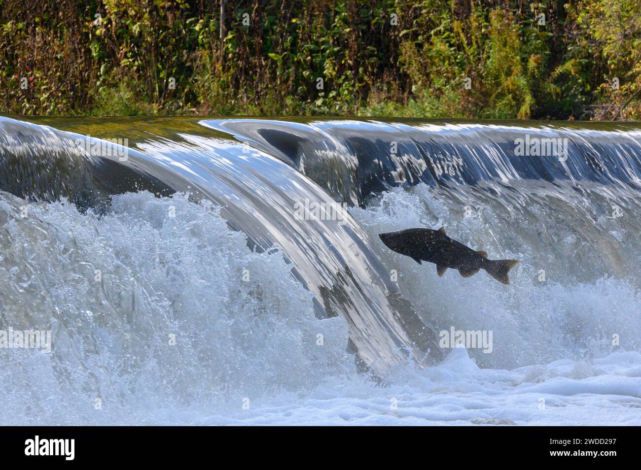 Toronto, On, Canada - October 20, 2023: Salmon Run on the Humber River ...