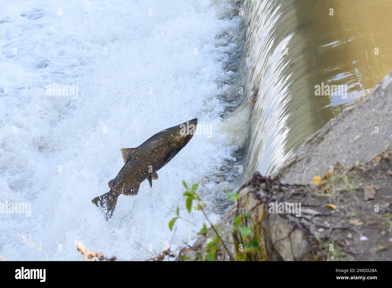 Toronto, On, Canada - October 20, 2023: Salmon Run on the Humber River ...