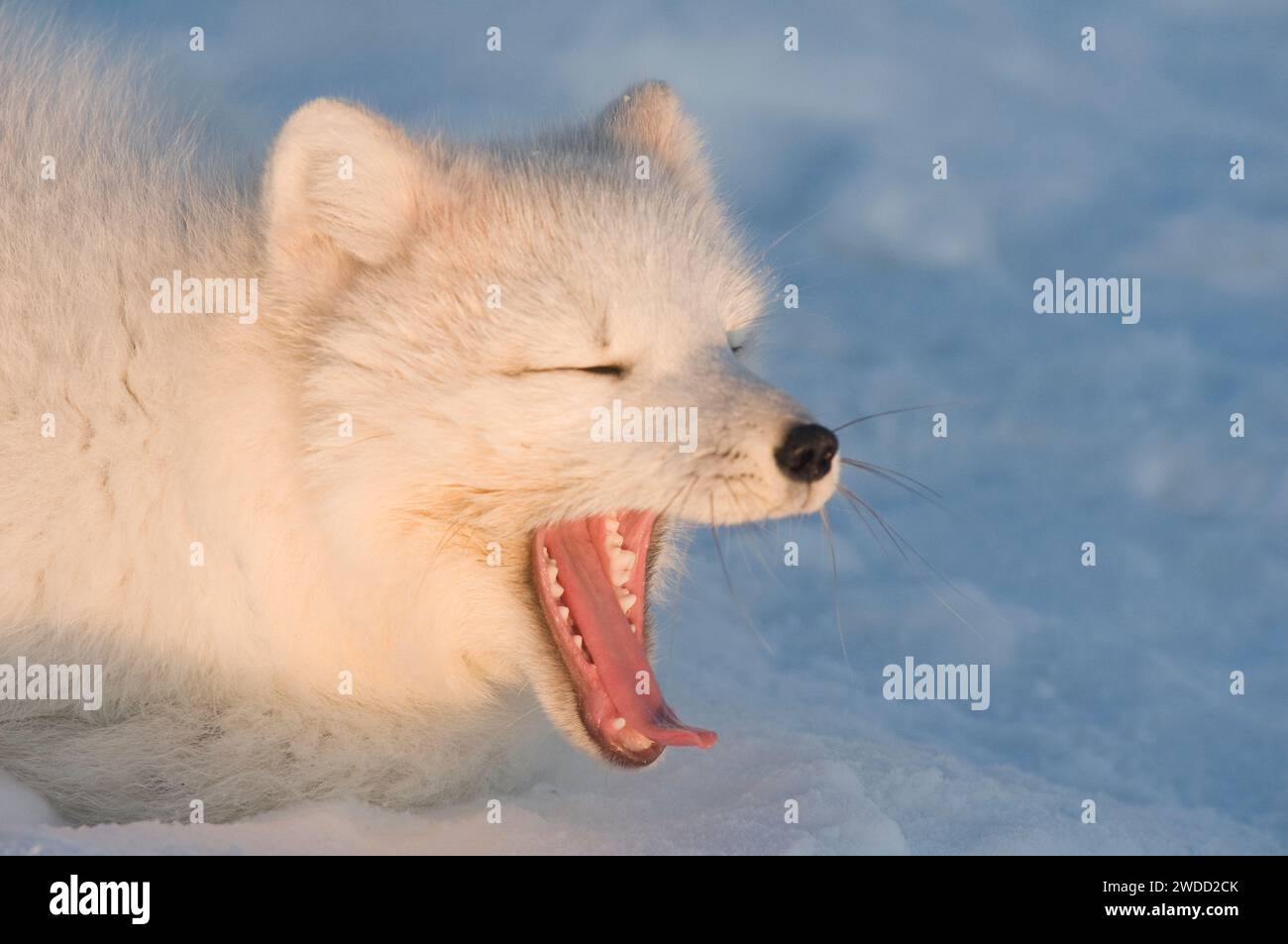 arctic fox Alopex lagopus wakes up and rests in its winter coat on the ...