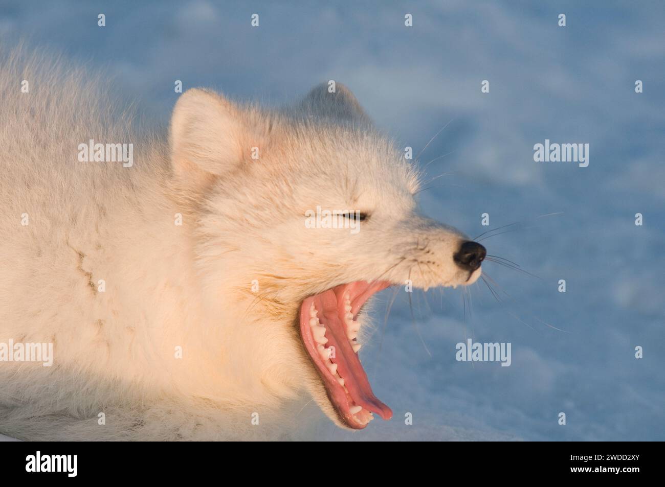 arctic fox Alopex lagopus wakes up and rests in its winter coat on the ...