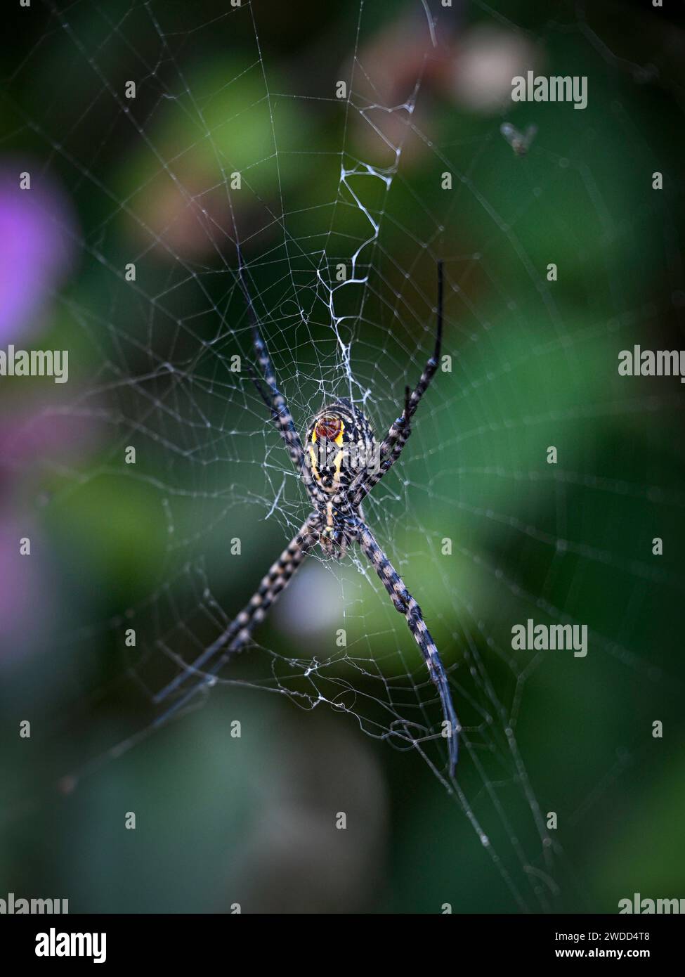 Isolated close up high resolution image of a single yet beautiful ...