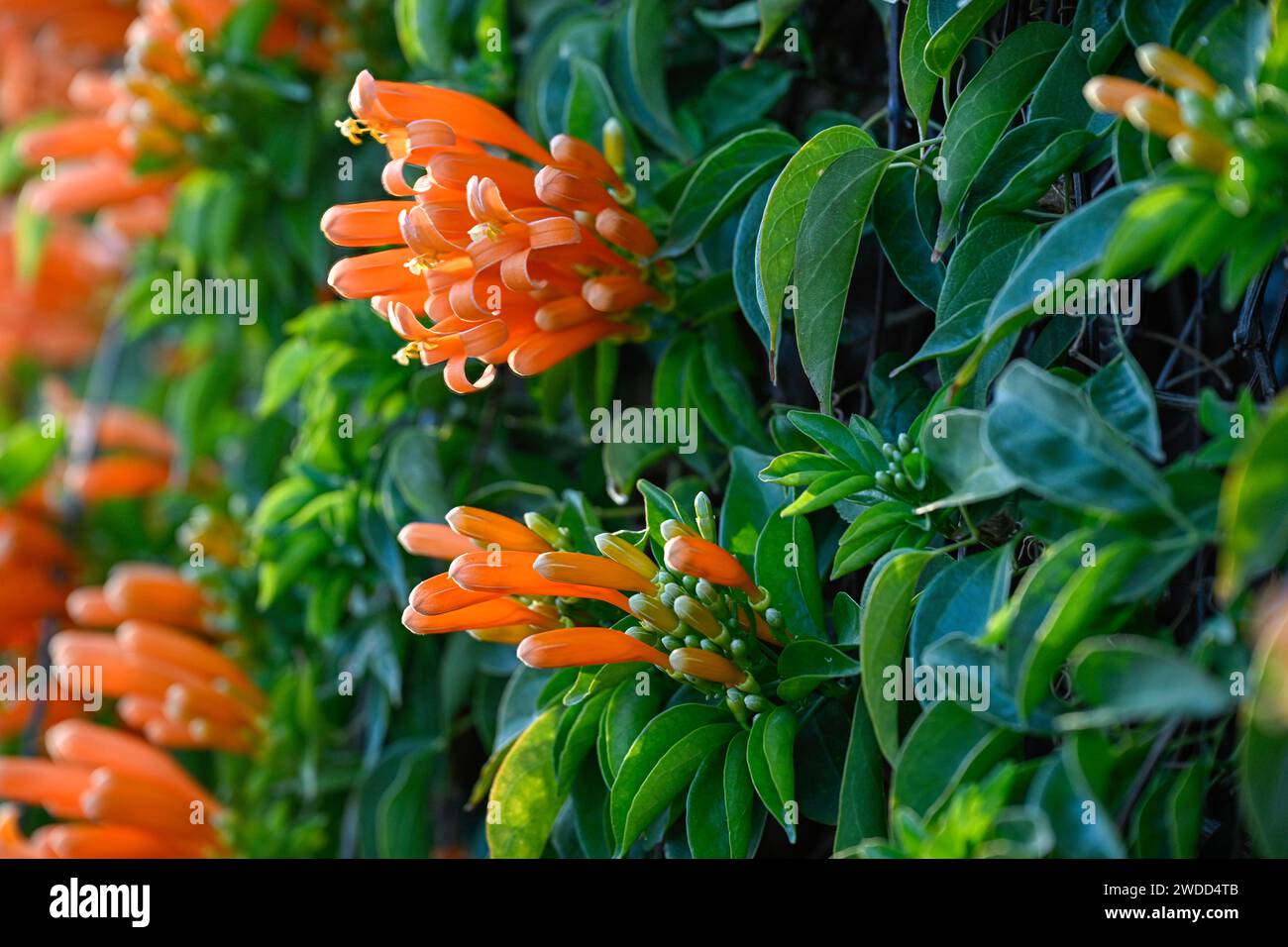 Firecracker vine hi-res stock photography and images - Alamy